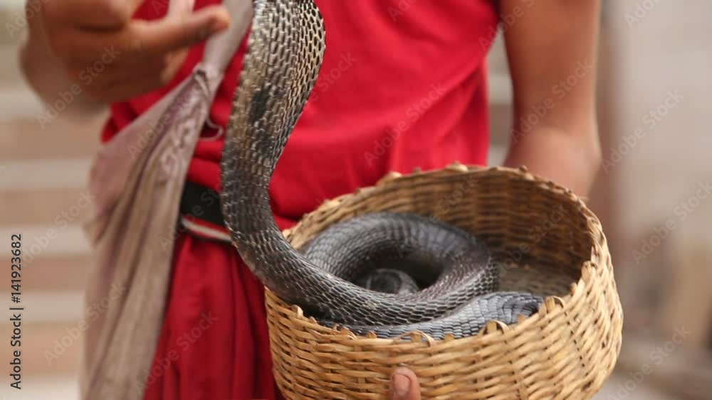 Man opening wooden box and snake coming out of it. Stock ビデオ | Adobe Stock