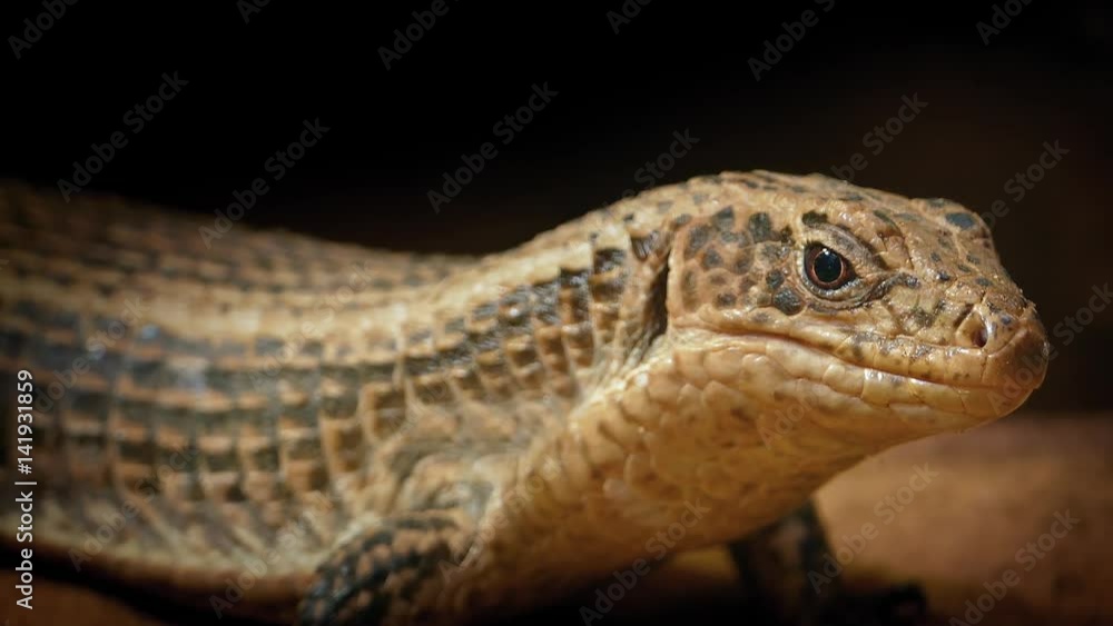 Cave Lizard Looking Around Closeup Stock Video | Adobe Stock