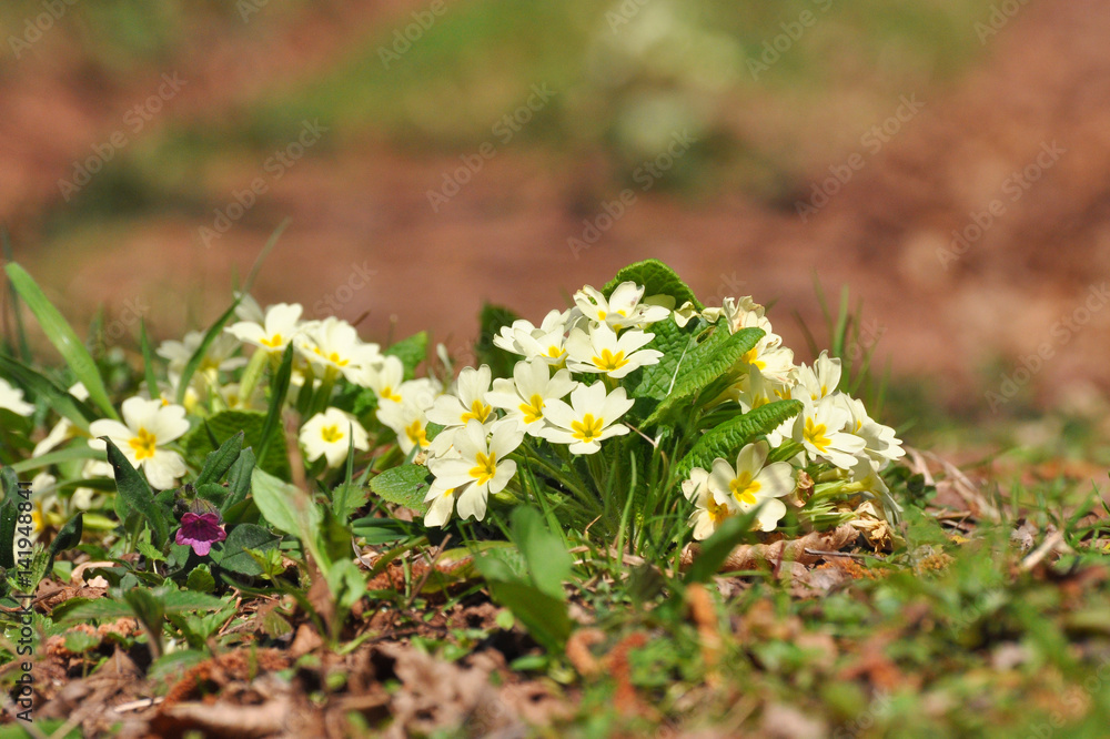 Wild Primrose (Primula vulgaris) grow in spring. Medicinal plant from ...