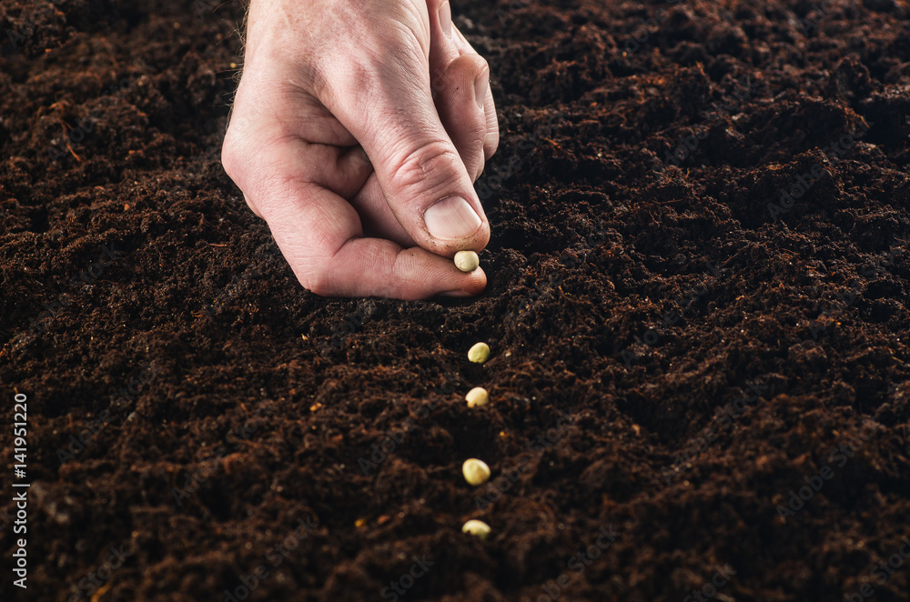 Seeding or planting a plant on a natural, soil backgroud. Camera from ...