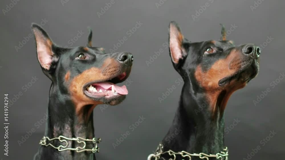 Vidéo Stock portrait of two dobermans wearing steel dog collars ...
