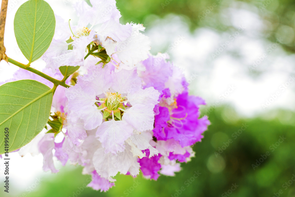 Inthanin, Queen's flower, Pride of India, Lagerstroemia macrocarpa Wall ...