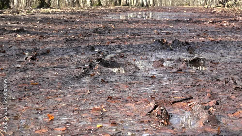 Fallen leaves & mud at the spring forest footpath. Stock Video | Adobe ...