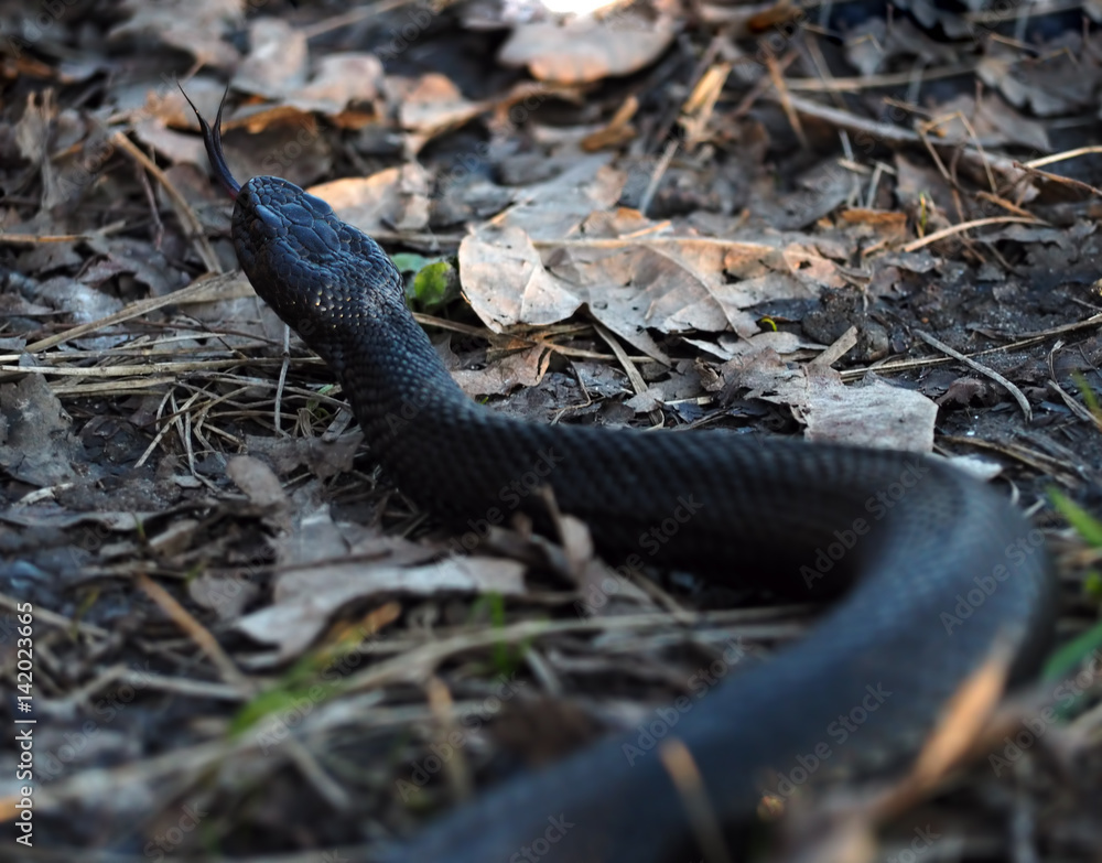 Black dangerous snake at the forest on leaves ready to atack tongue up ...