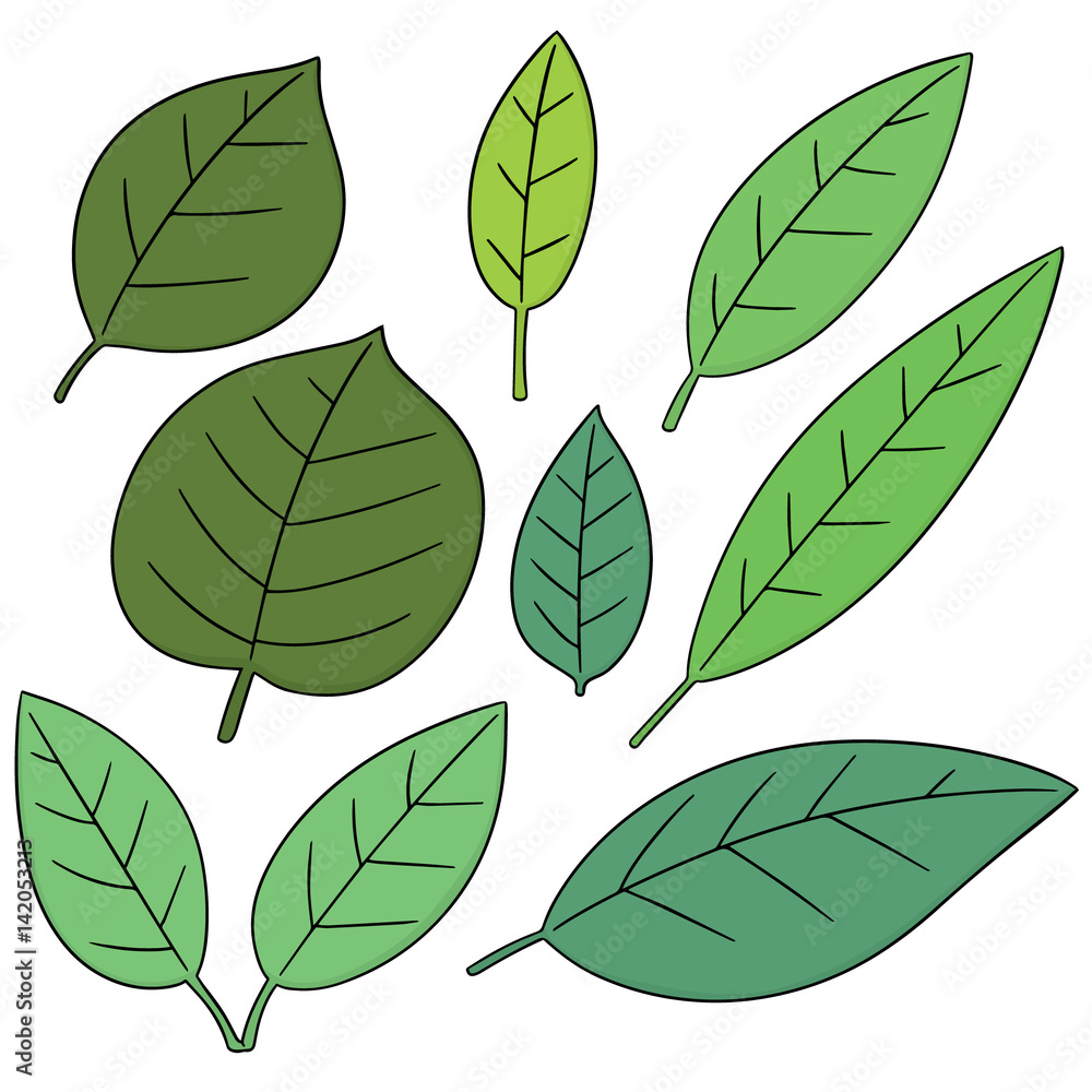 vector set of leaves vector de Stock | Adobe Stock