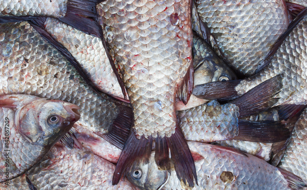 Fish crucian carp, food background with fresh products Stock Photo ...