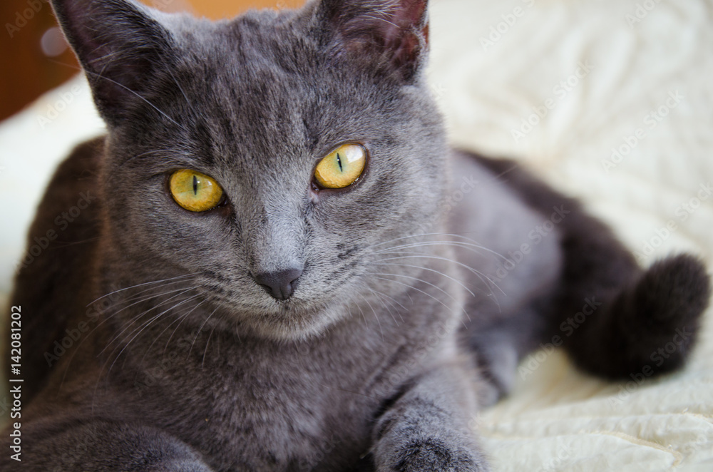 Russian blue cat with yellow eyes is lying Stock Photo | Adobe Stock