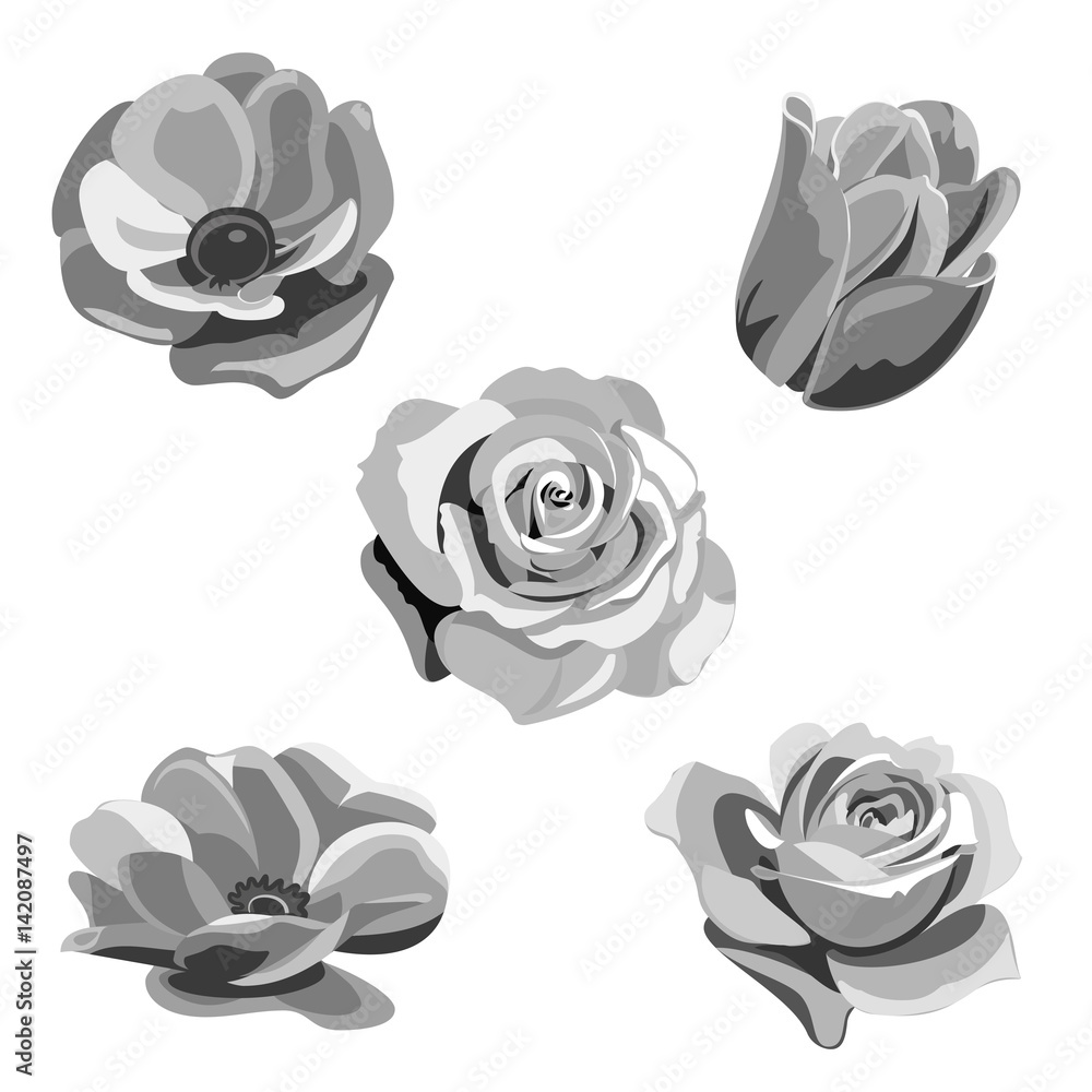 Set of monochromatic grayscale flowers and buds: rose, anemone, poppy ...