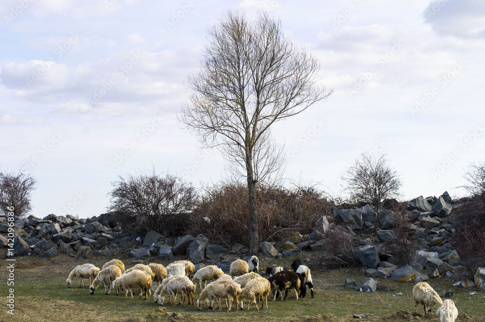 Sheep, sheep in sheep, grazing sheep, spring arrivals and sheep ...