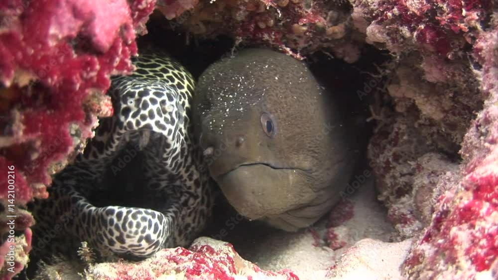 Moray Eel black and spotted on background coral underwater in sea of ...