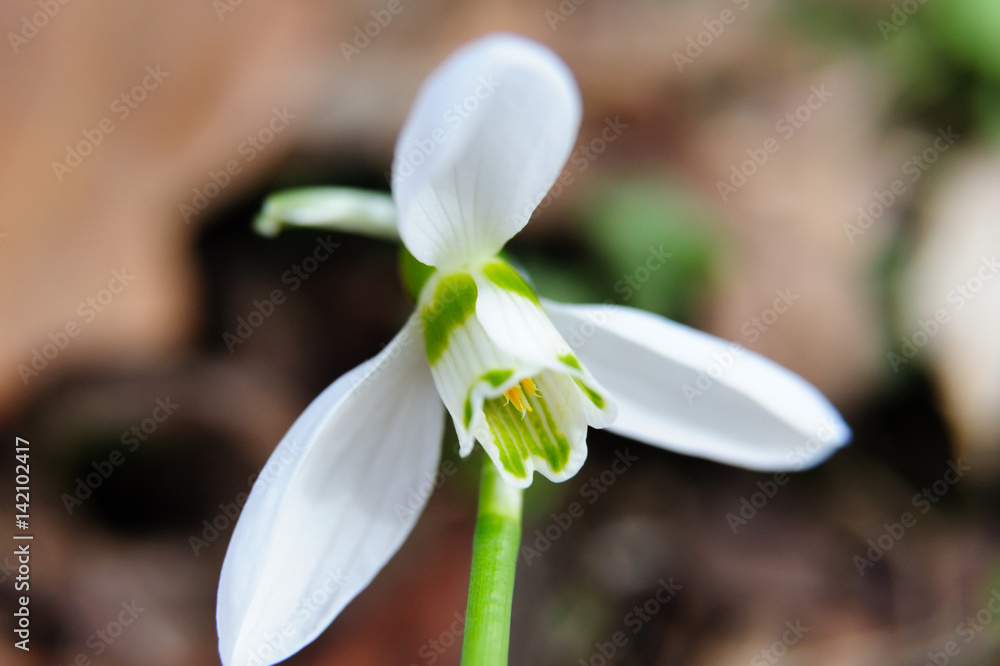 Foto de First snowdrop (macro) do Stock | Adobe Stock