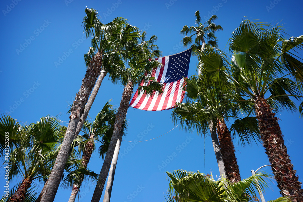 American Flag Palm Tree