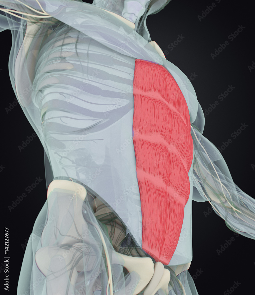 Rectus Abdominus, stomach muscles, human anatomy. 3d illustration ...