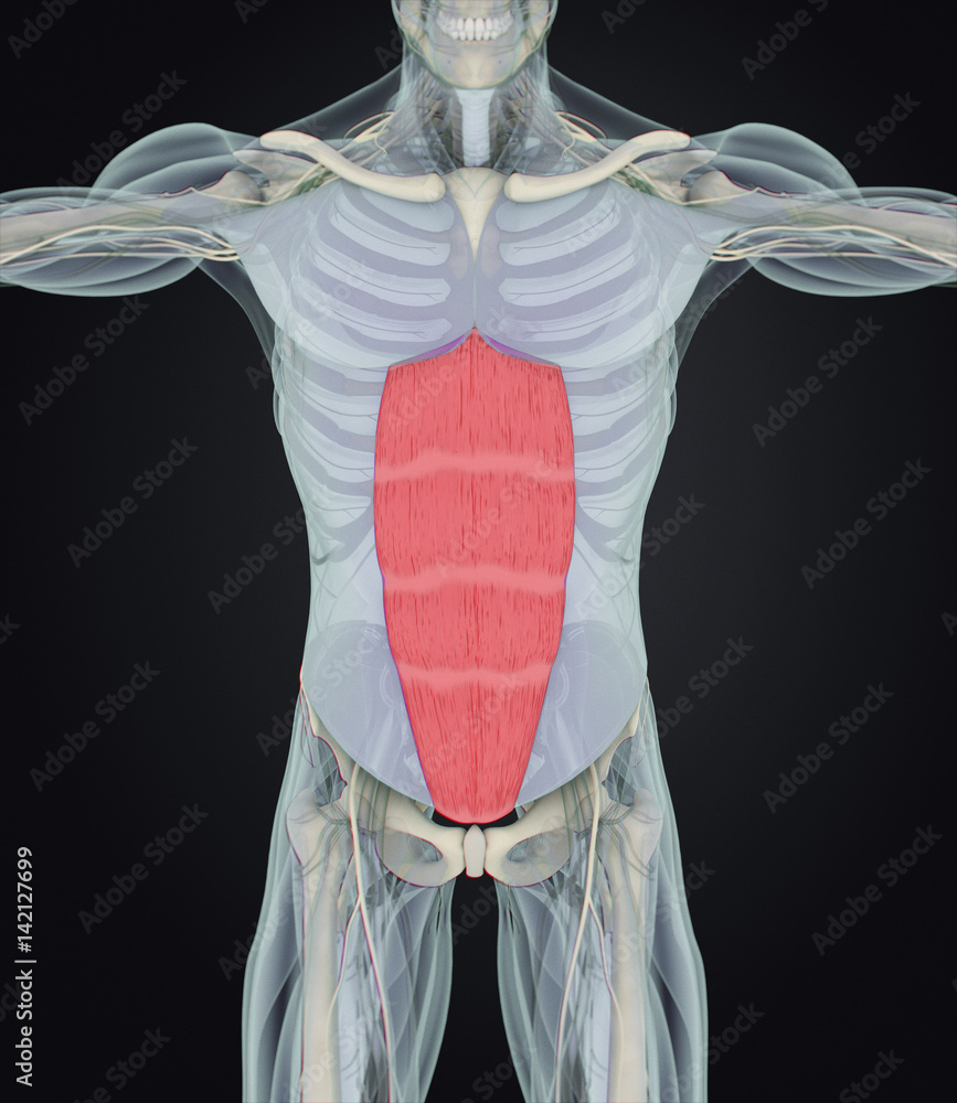 Rectus Abdominus, stomach muscles, human anatomy. 3d illustration ...