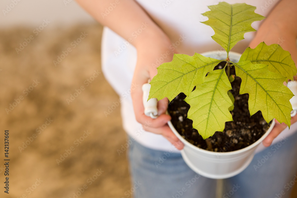 Sprout a young oak tree in a child hands. The concept - the life ...