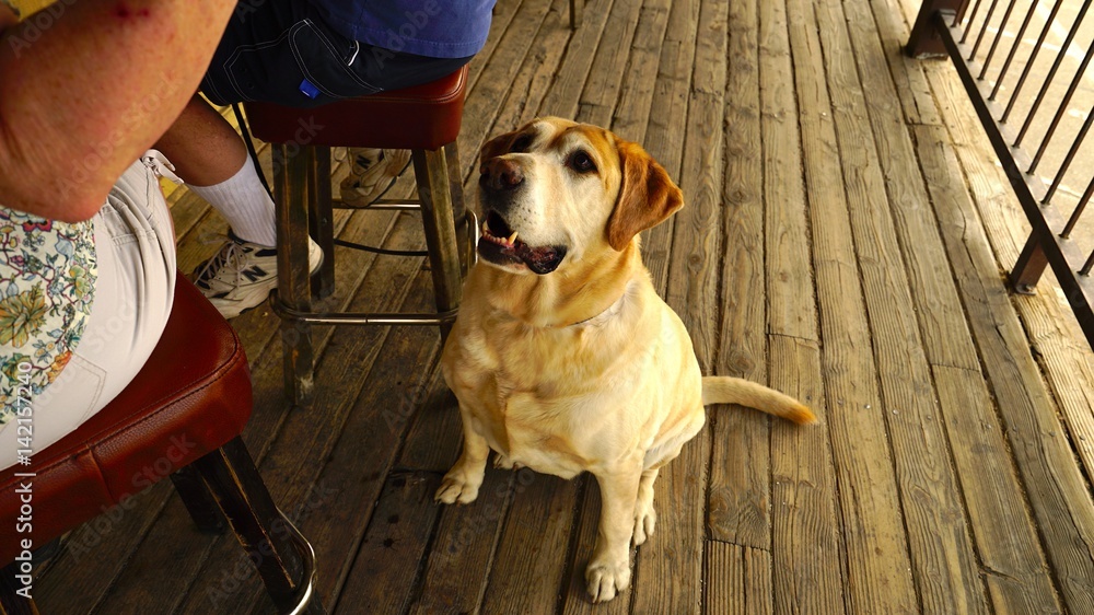 A large male yellow labrador retriever begs for food in public. Stock ...