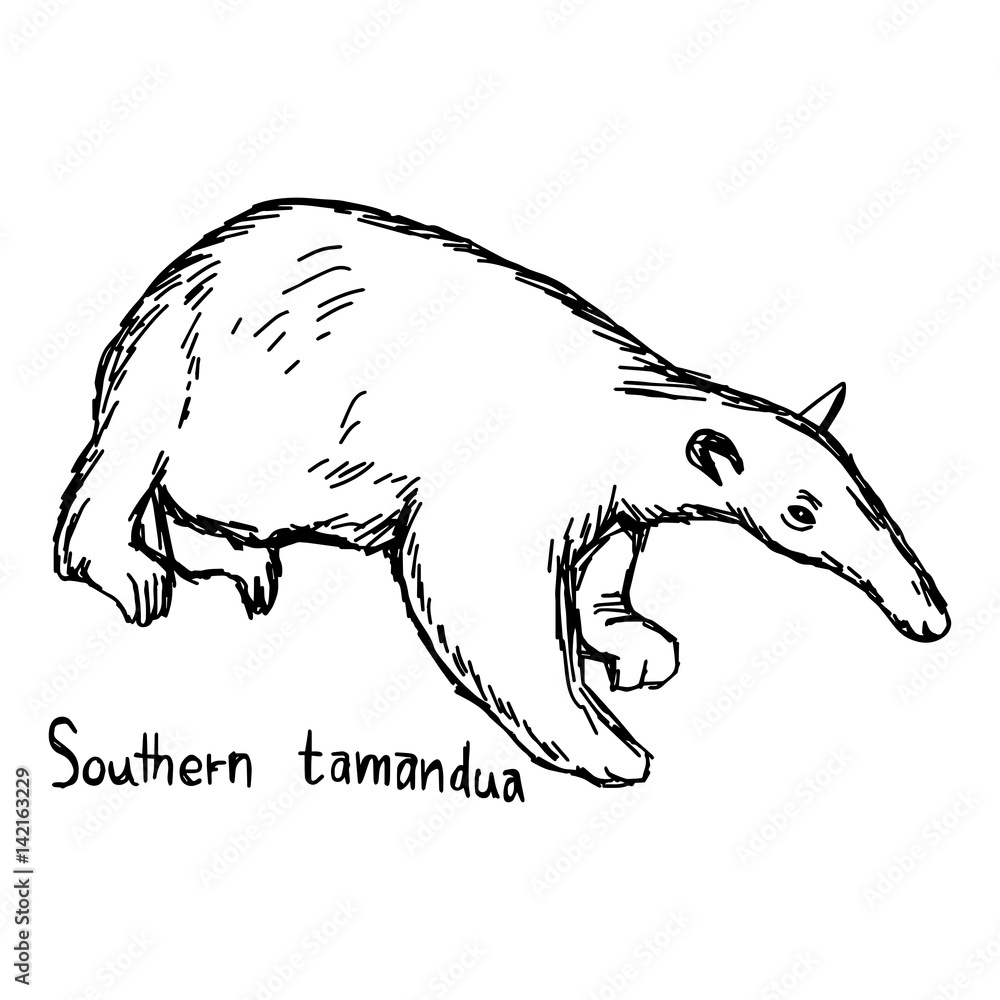 southern tamandua - vector illustration sketch hand drawn with black ...