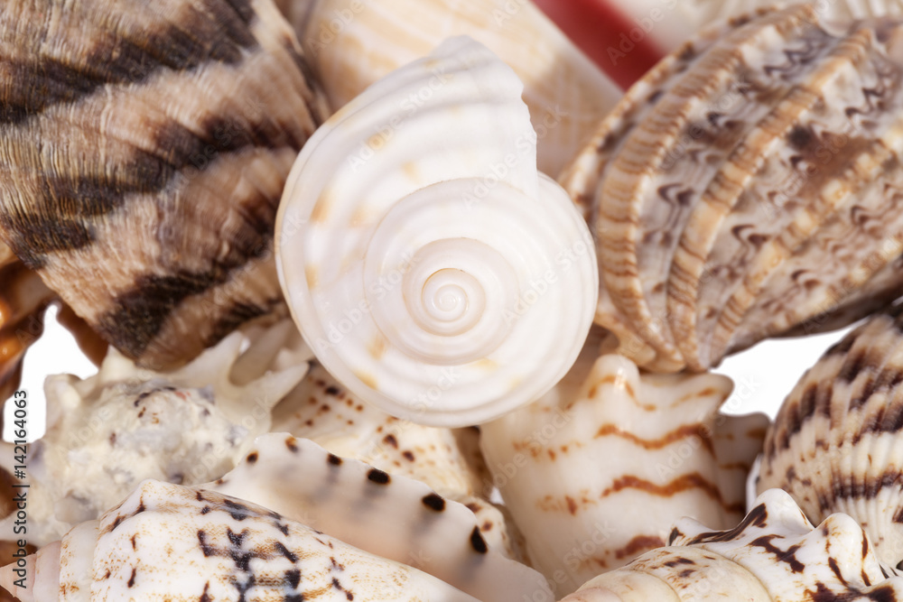 Types Of Conch Shells