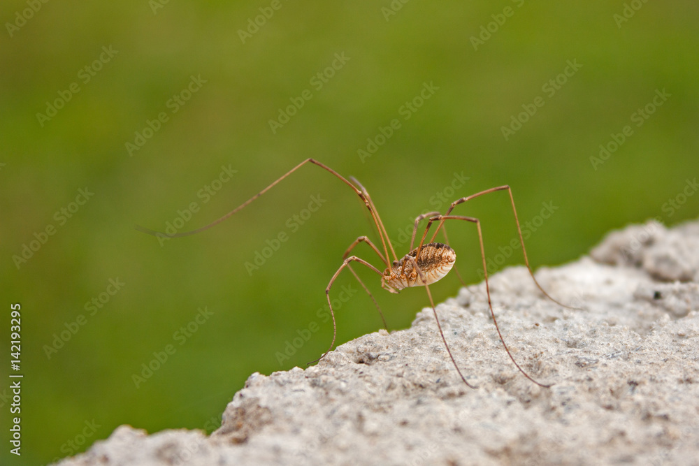 Araignée faucheur, faucheux, faucheuse, arachnide opilion sur un mur de ...