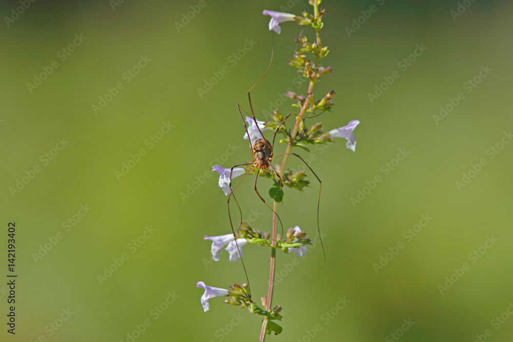 Araignée faucheur, faucheux, faucheuse, arachnide opilion sur une fleur ...
