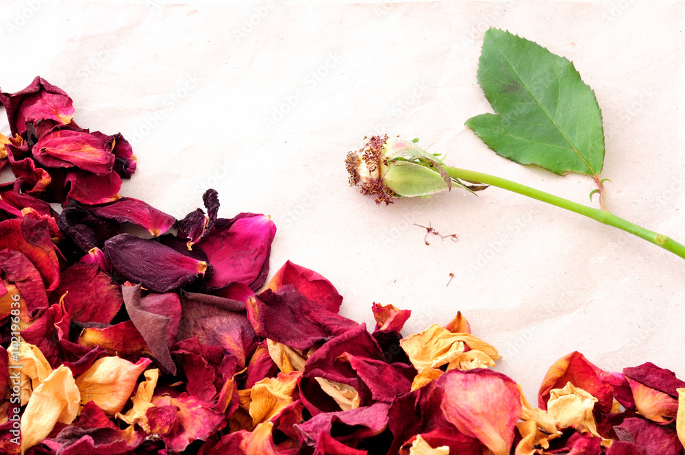 Stem rose without petals, with a green leaf on a natural background ...