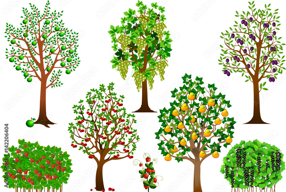Trees and shrubs Stock Vector | Adobe Stock