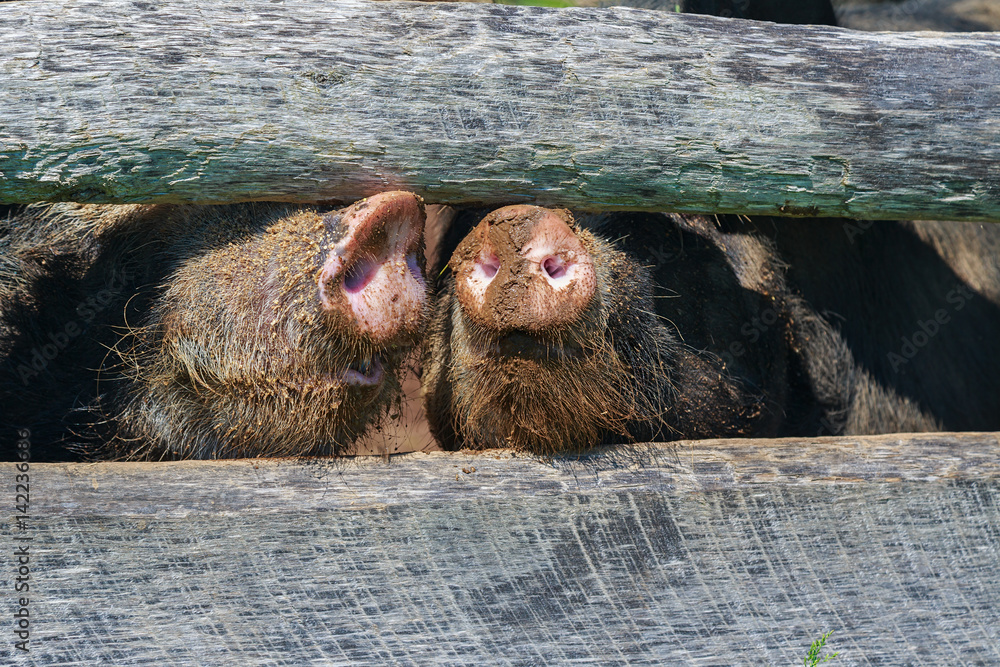 Berkshire pigs in a North American farm setting. These pigs are a very ...