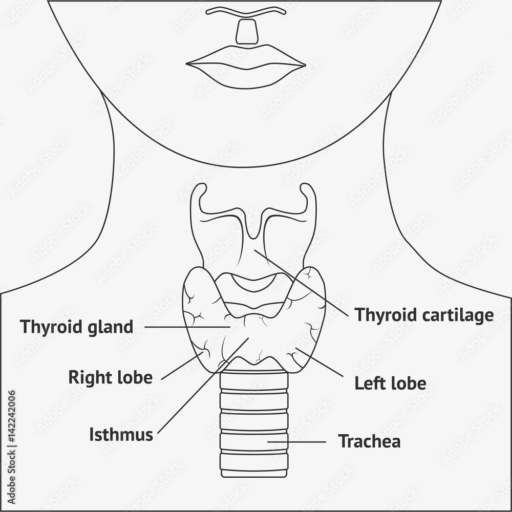 Human larynx anatomy Stock Vector | Adobe Stock Human larynx anatomy Stock Vector | Adobe Stock