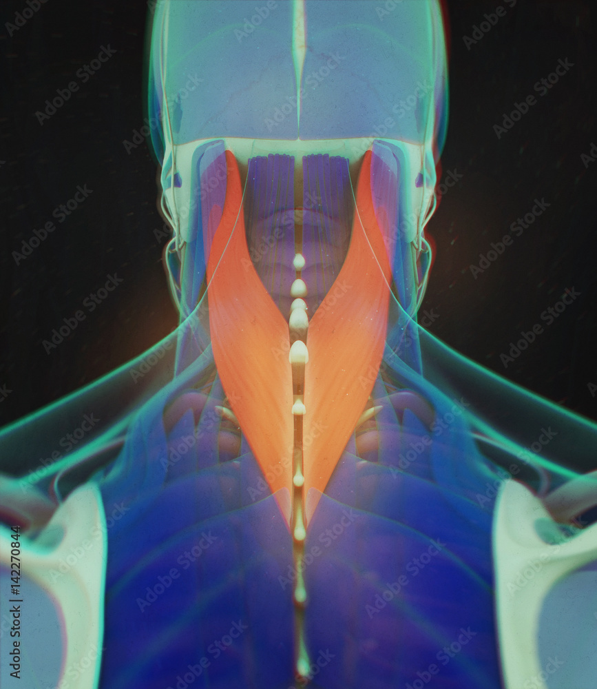 Splenius Capitis, neck muscles, stress, human anatomy. 3D illustration ...