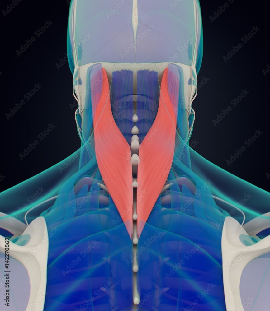 Splenius Capitis, neck muscles, stress, human anatomy. 3D illustration ...