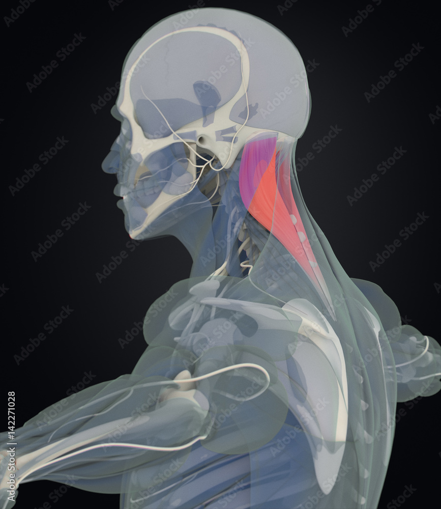Splenius Capitis, neck muscles, stress, human anatomy. 3D illustration ...