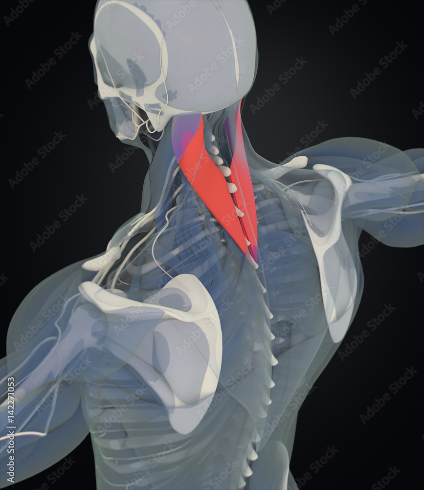 Splenius Capitis, neck muscles, stress, human anatomy. 3D illustration ...