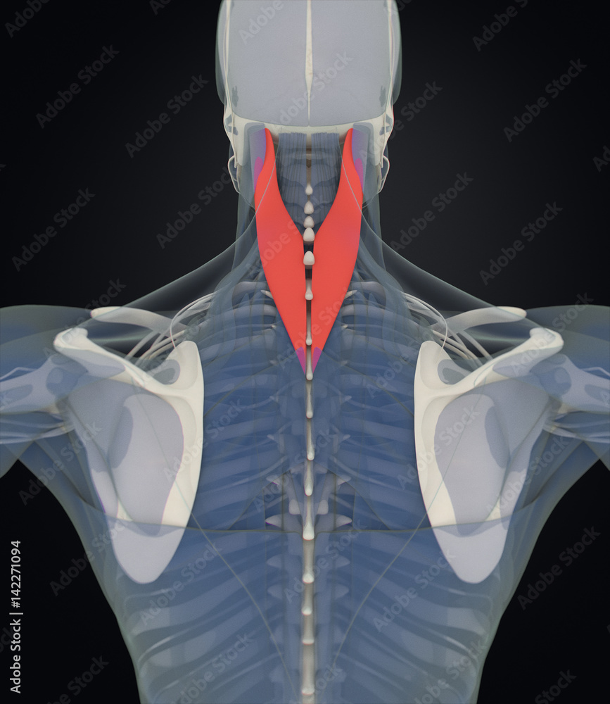 Splenius Capitis, neck muscles, stress, human anatomy. 3D illustration ...