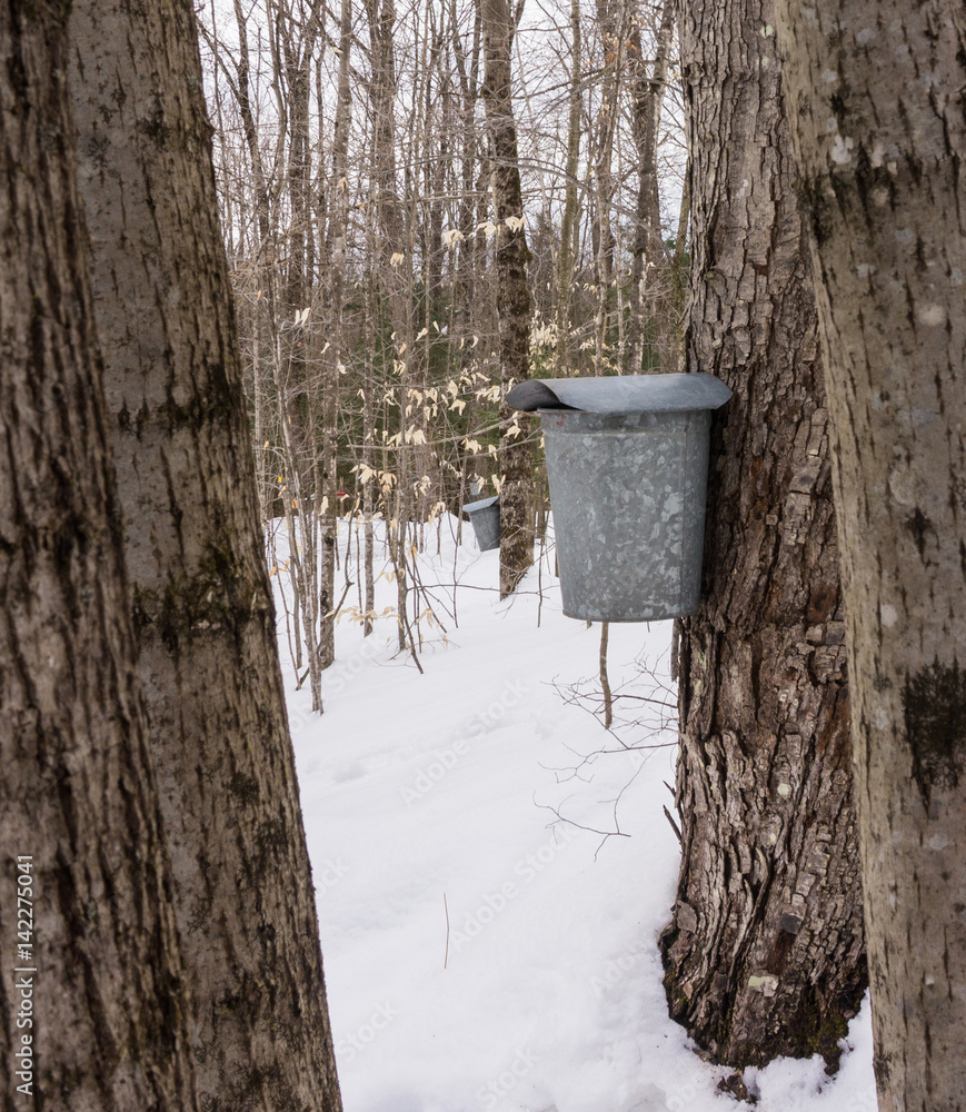 covered aluminum buckets hang on maple trees collecting sap to make ...