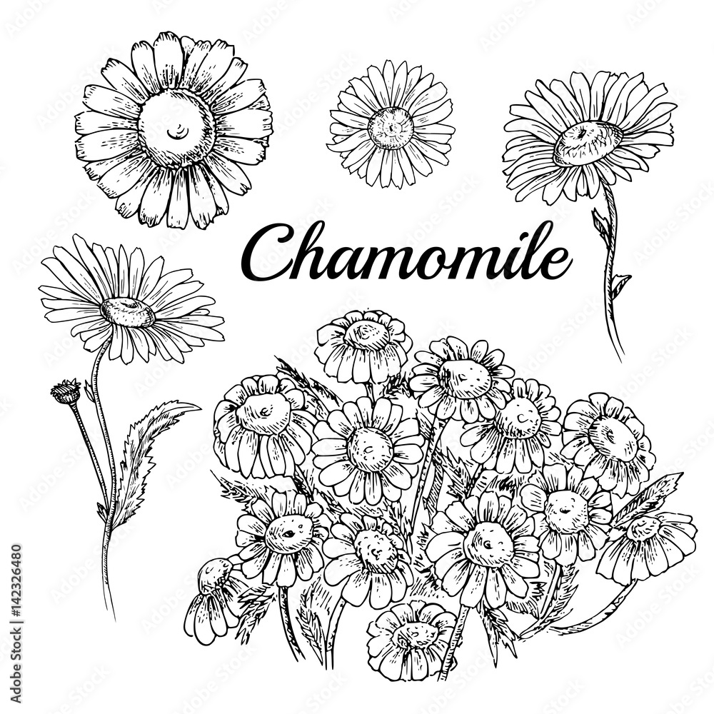 Hand drawn chamomile. Stock Vector | Adobe Stock
