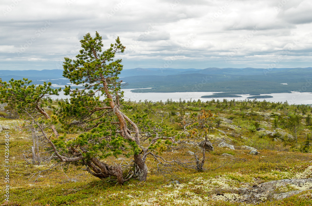 The nature of the north foto de Stock | Adobe Stock