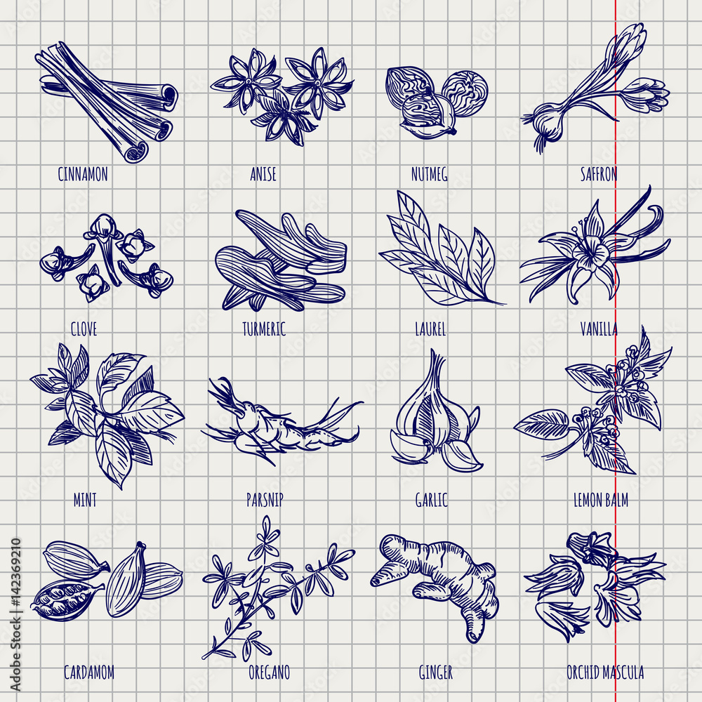 Hand drawn spices and herbs sketch collection on notebook page ...