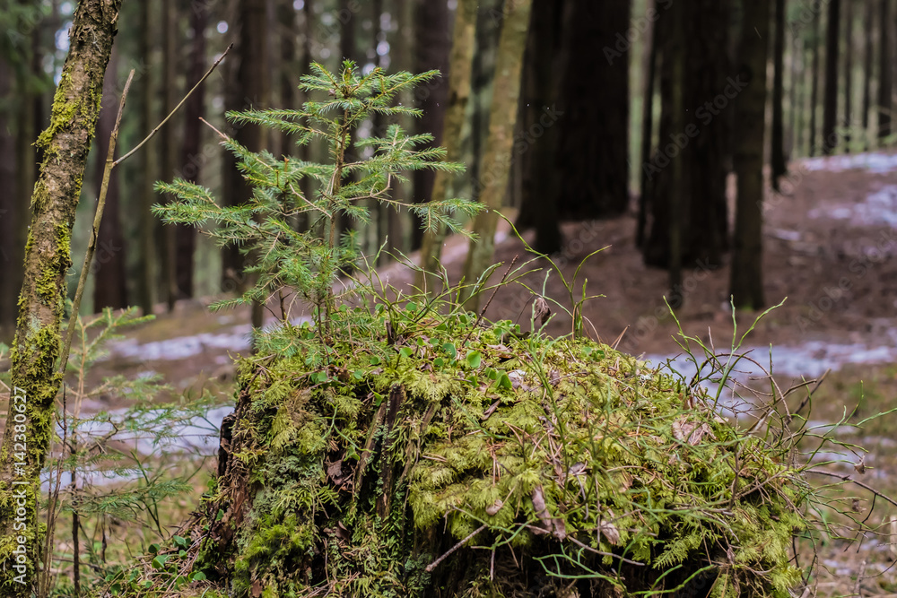 New life concept. Young pine tree growing on stump in forest Stock ...