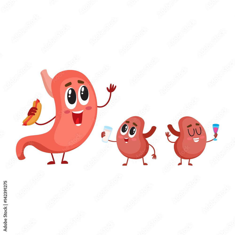 Cute and funny, smiling human stomach and kidney characters, digestive ...