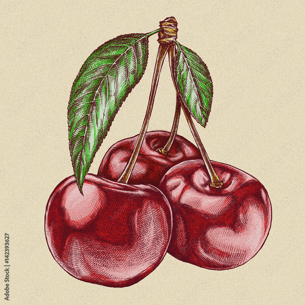 Engrave isolated cherry hand drawn graphic illustration Stock ...