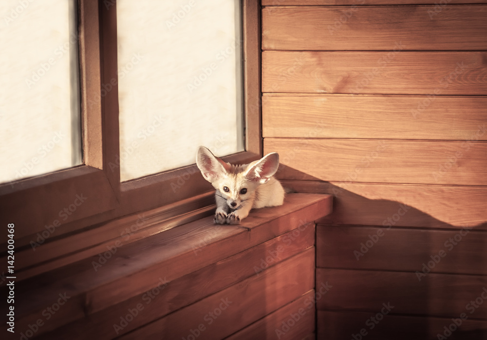 Home pet little fox sunbathing and relaxing on window sill in rustic ...