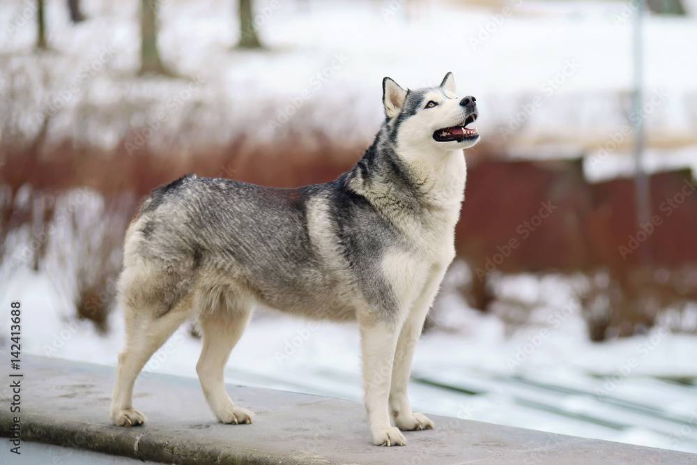 Wolf Grey Siberian Husky