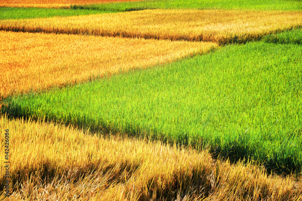 Beautiful rice fields at different stages of maturity Stock Photo ...