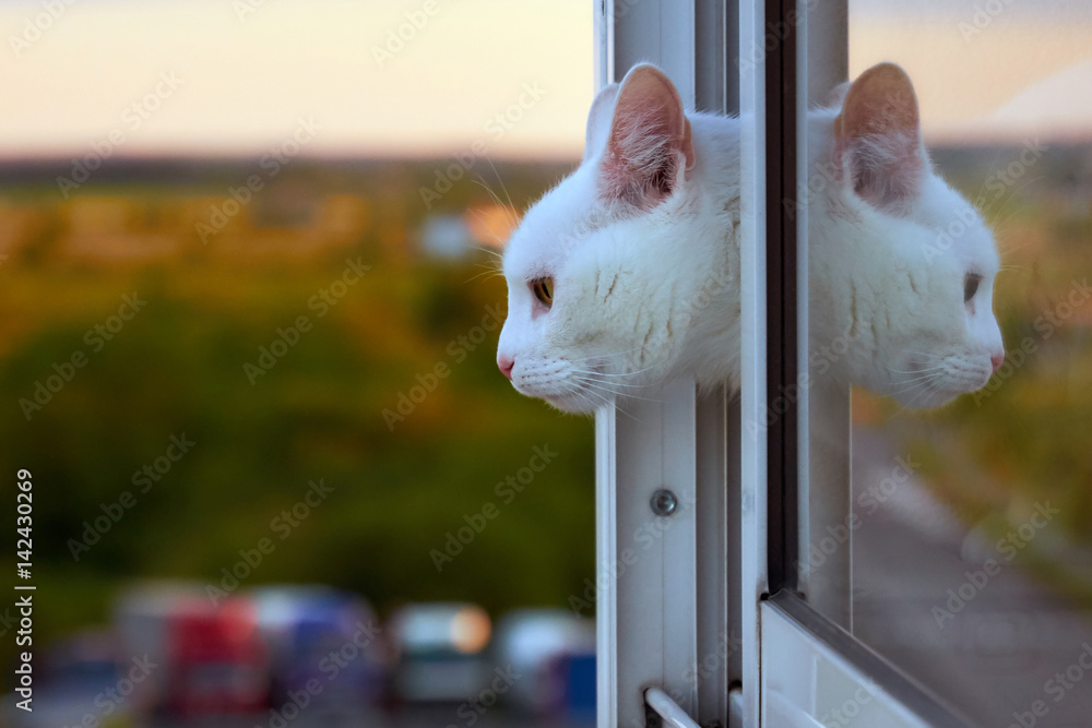 Cat looking thru window Stock Photo | Adobe Stock
