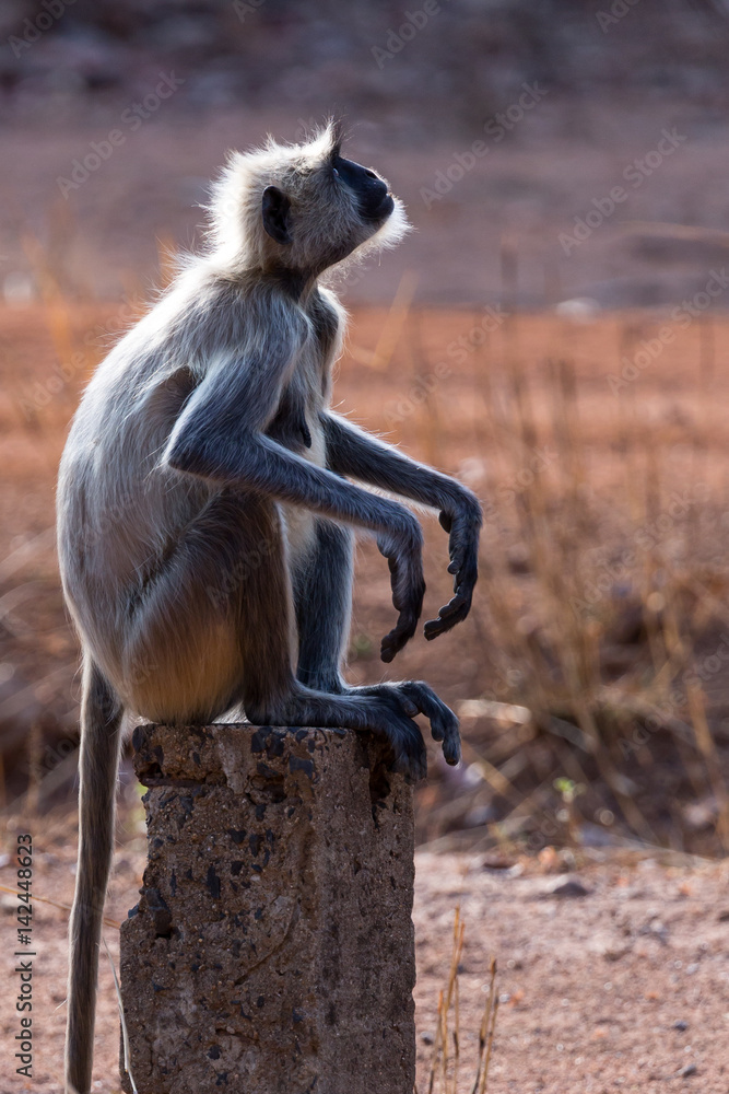 Common Langur monkey sitting on a tree stump taken in Tadoba National ...