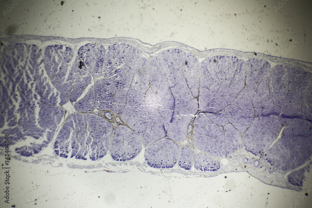 Skeletal muscle section under the microscope Stock Photo | Adobe Stock