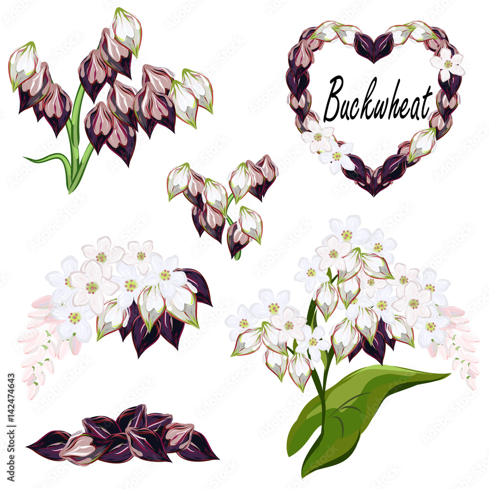 Buckwheat. Set of vector illustrations of buckwheat flowers and grains ...