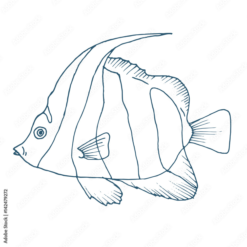 Vector zebra fish, coral fish hand drawn illustration. Sketch with ...