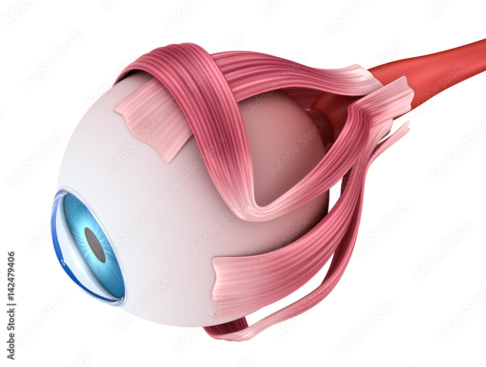 Eye anatomy - inner structure, Medically accurate 3D illustration ...