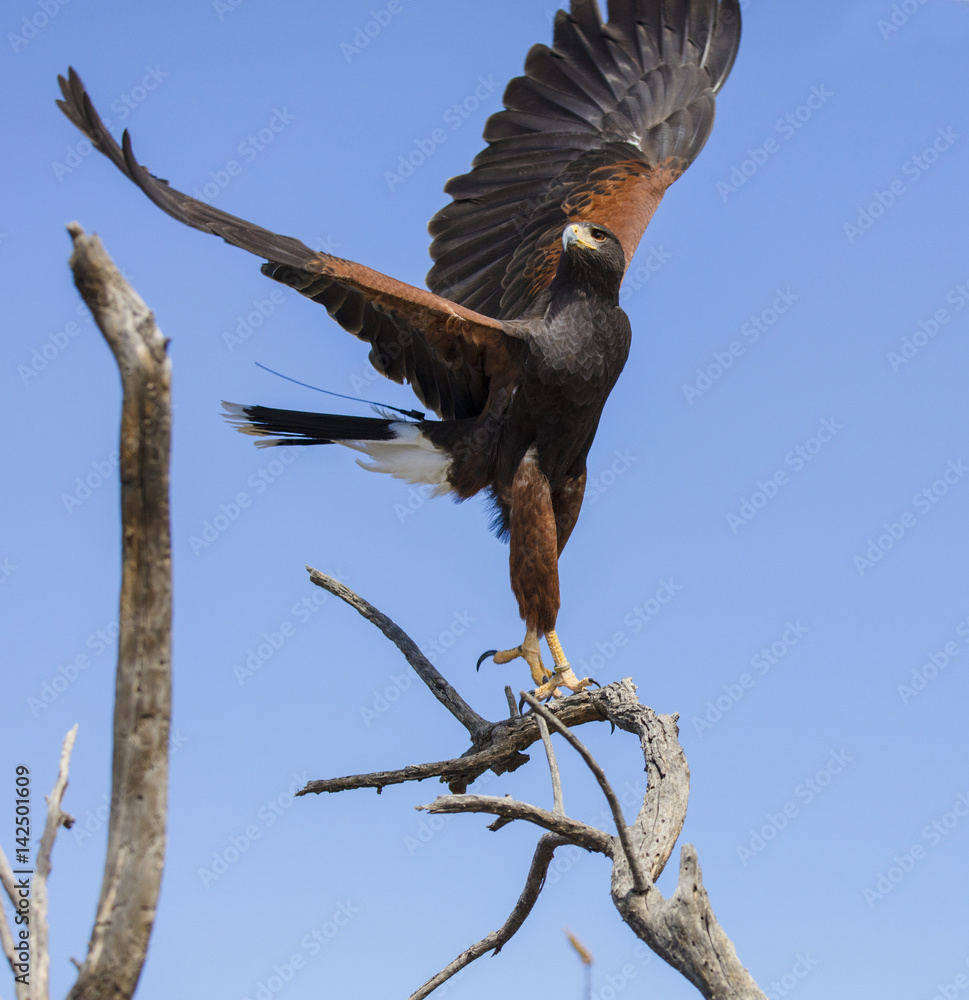 Harris Hawk landing on a branch in a ballet pose Stock Photo | Adobe Stock